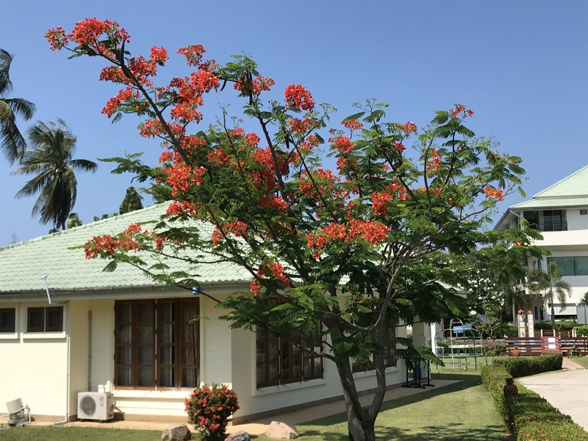 Dolphin Bay - The Juniper Tree